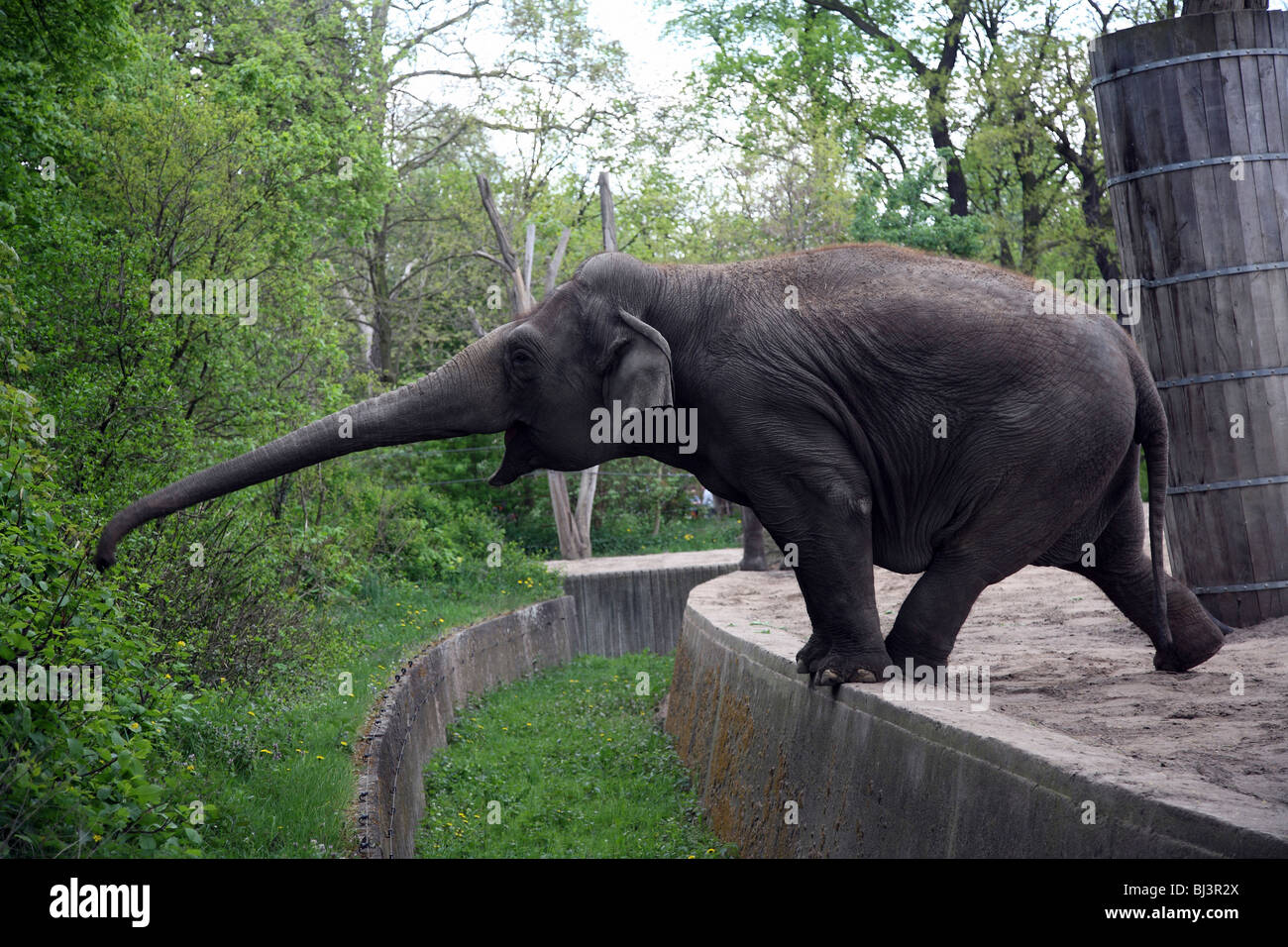 Elephant in a zoo, Berlin, Germany Stock Photo - Alamy