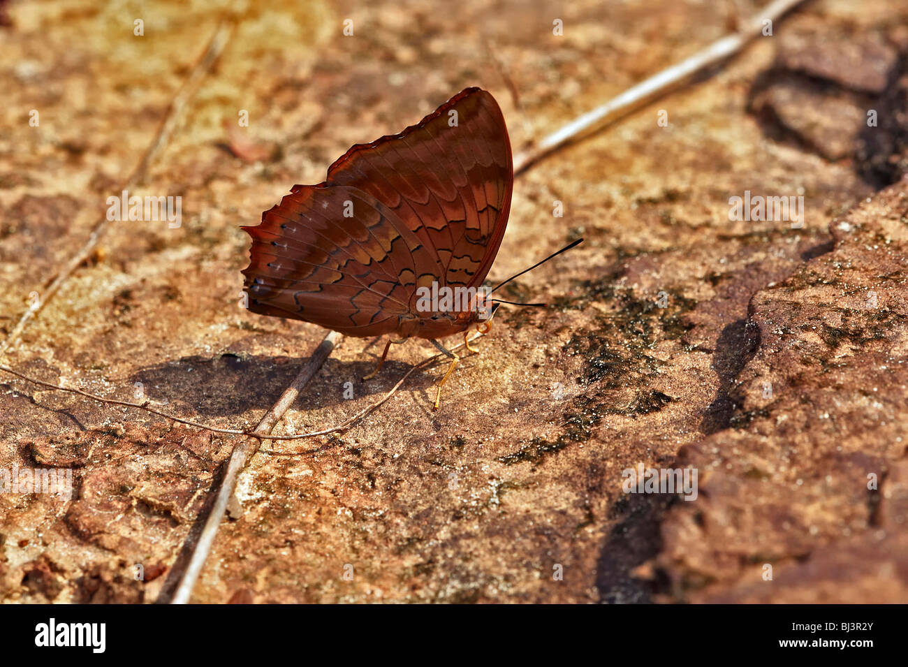 Butterflies jungles of Laos TAWNY RAJAH (CHARAXES BERNARDUS CREPAX ...