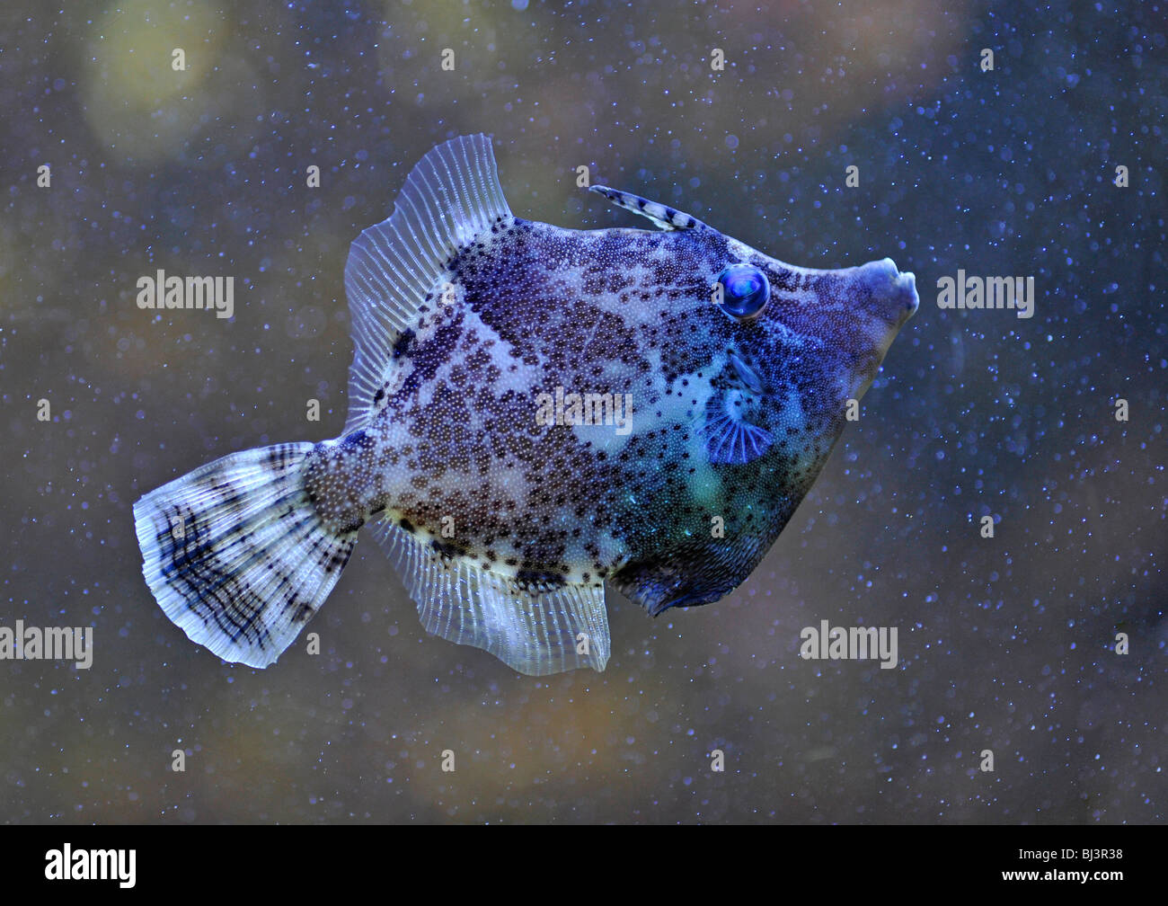 Fan-bellied filefish (Monacanthus chinensis), Pacific Ocean Stock Photo ...