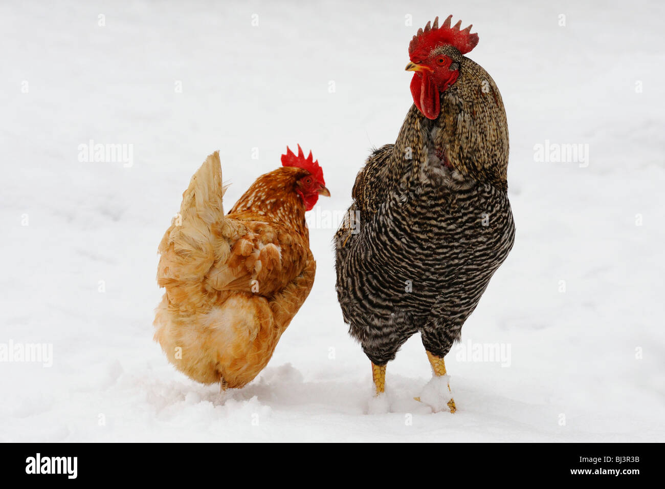 Domestic fowl (Gallus gallus domesticus Stock Photo - Alamy