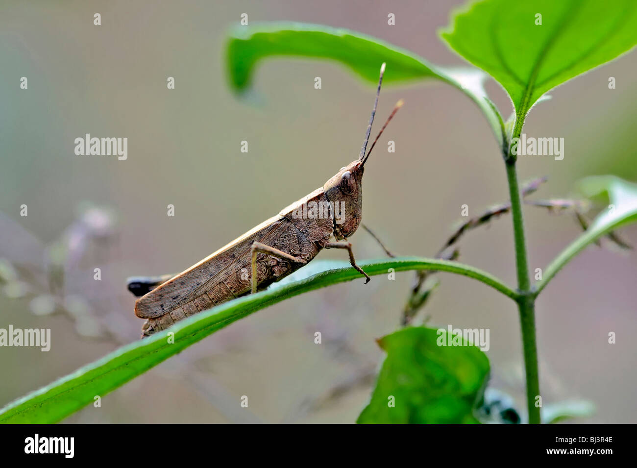 Insects jungle laos hi-res stock photography and images - Alamy
