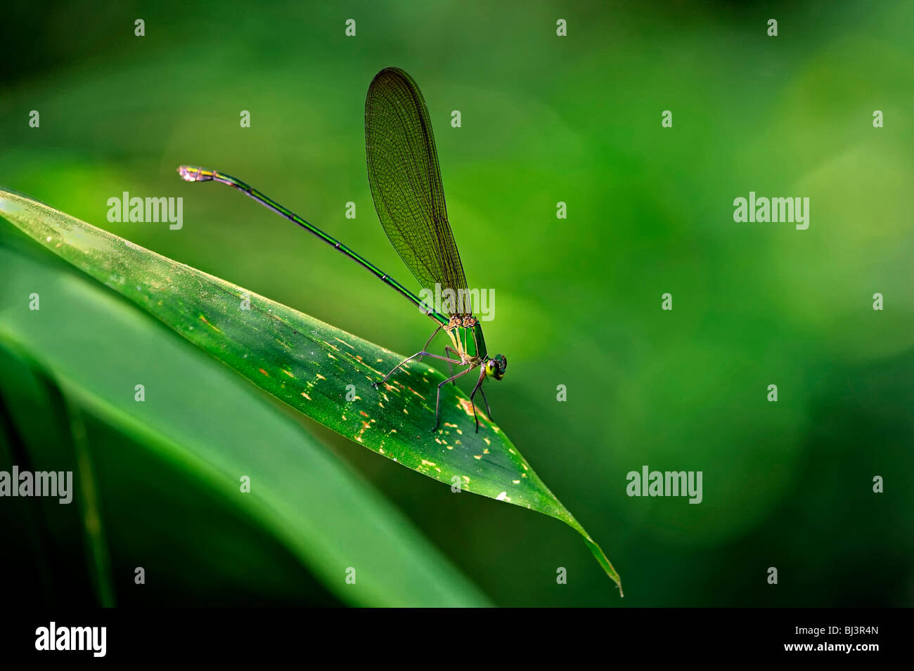Insects of the jungle of Laos. Dragonfly Vestalis gracilis Stock Photo ...