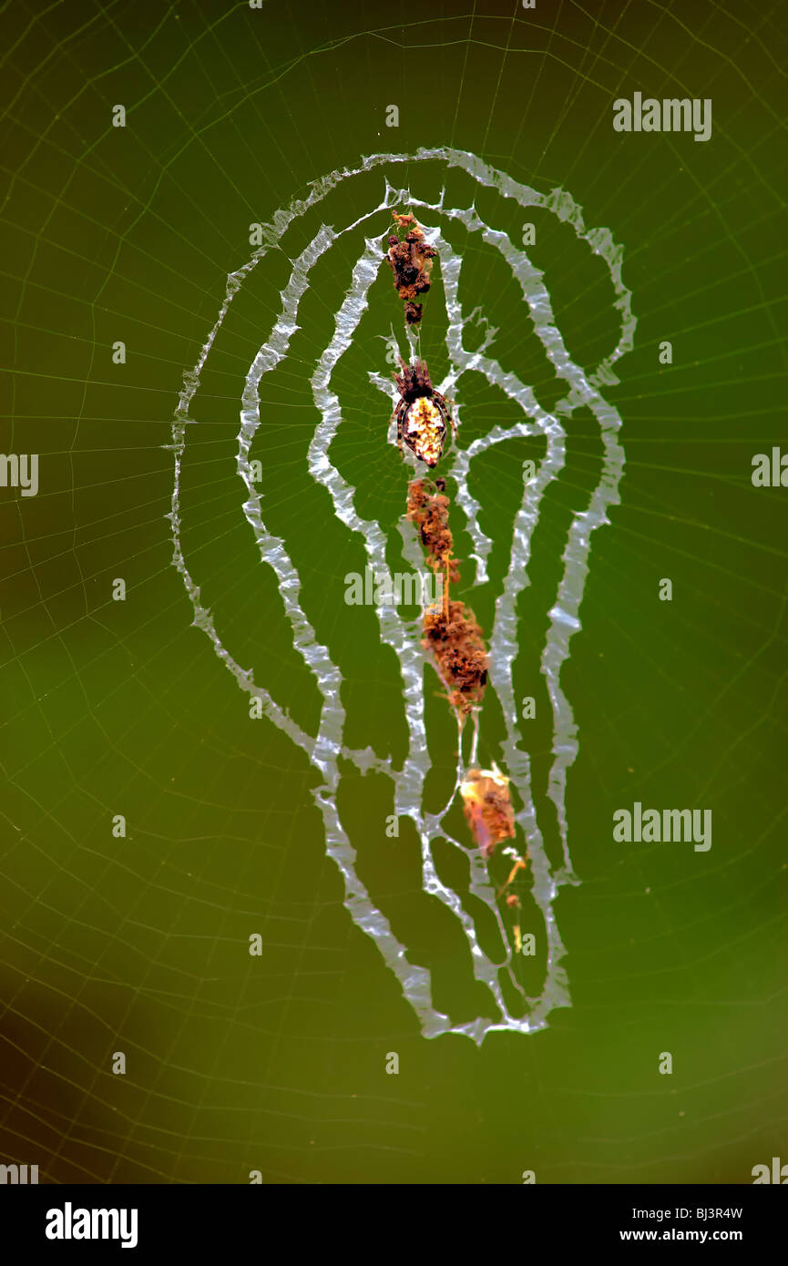 Insects of the jungle of Laos Stock Photo - Alamy