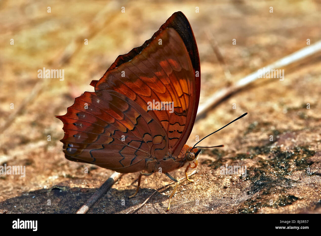 Butterflies jungles of Laos TAWNY RAJAH (CHARAXES BERNARDUS CREPAX ...