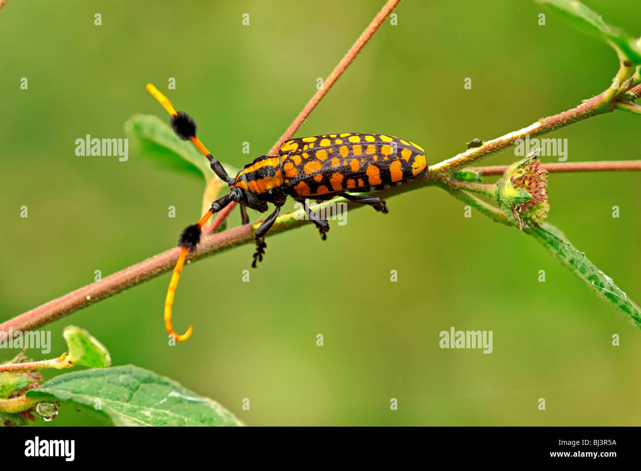 Jungle insects hi-res stock photography and images - Alamy
