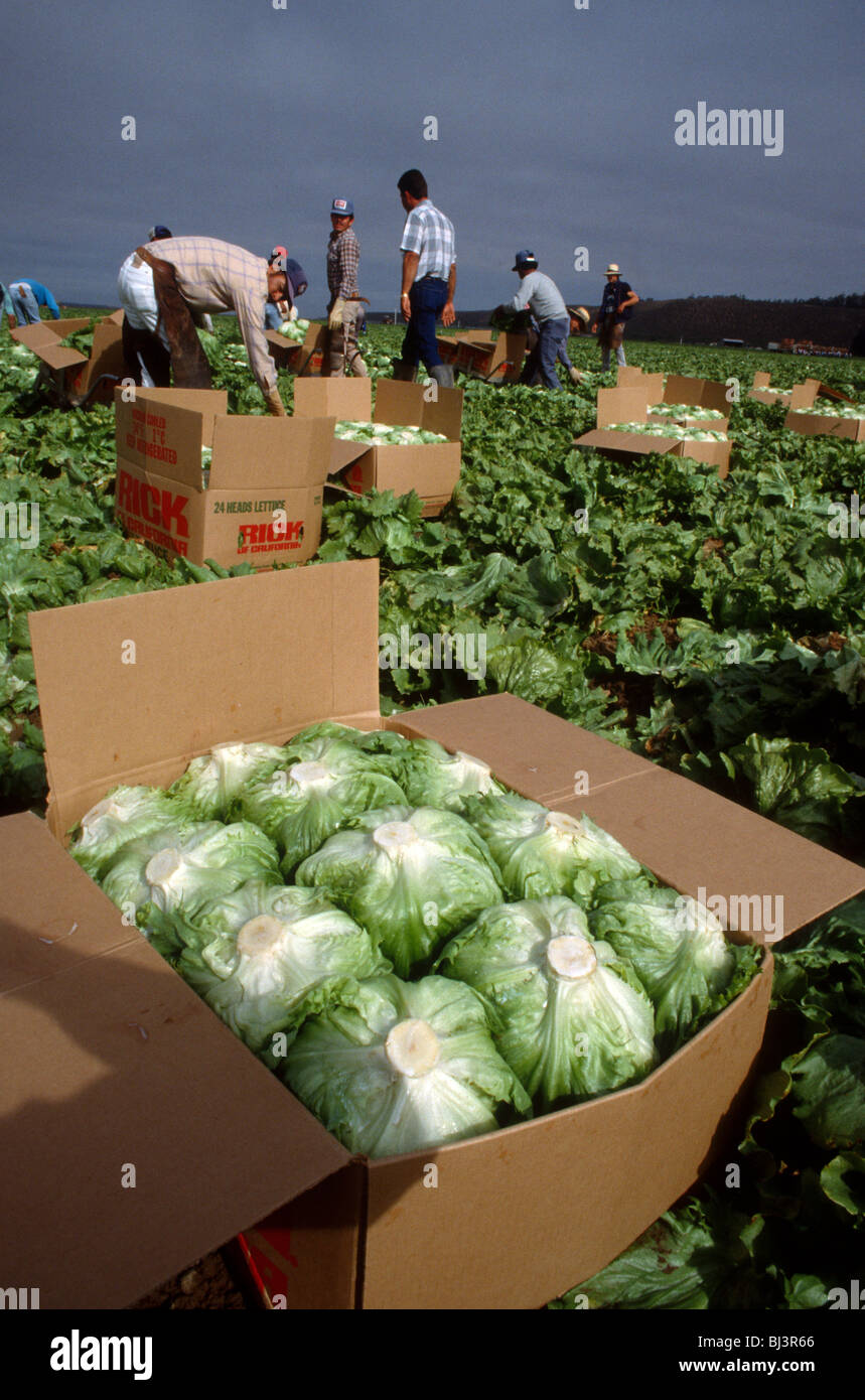 Iceberg Head lettuce in boxes in a California field while workers ...