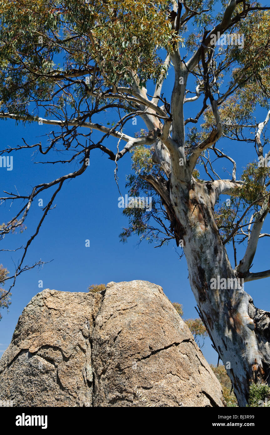 Monaro Landscape Gum Trees New South Wales Australia // MONARO ...