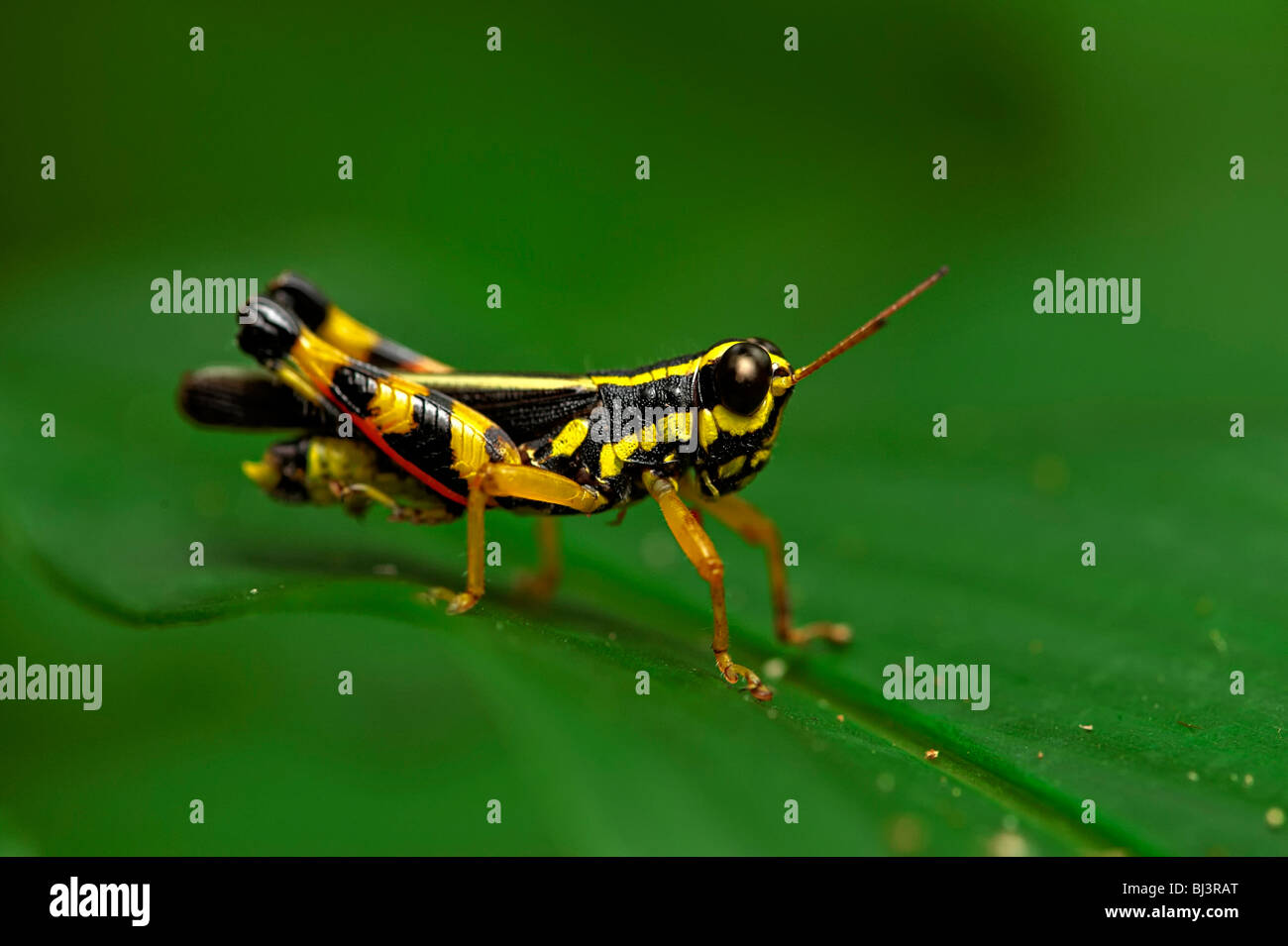 Insects of the jungle of Laos Stock Photo - Alamy