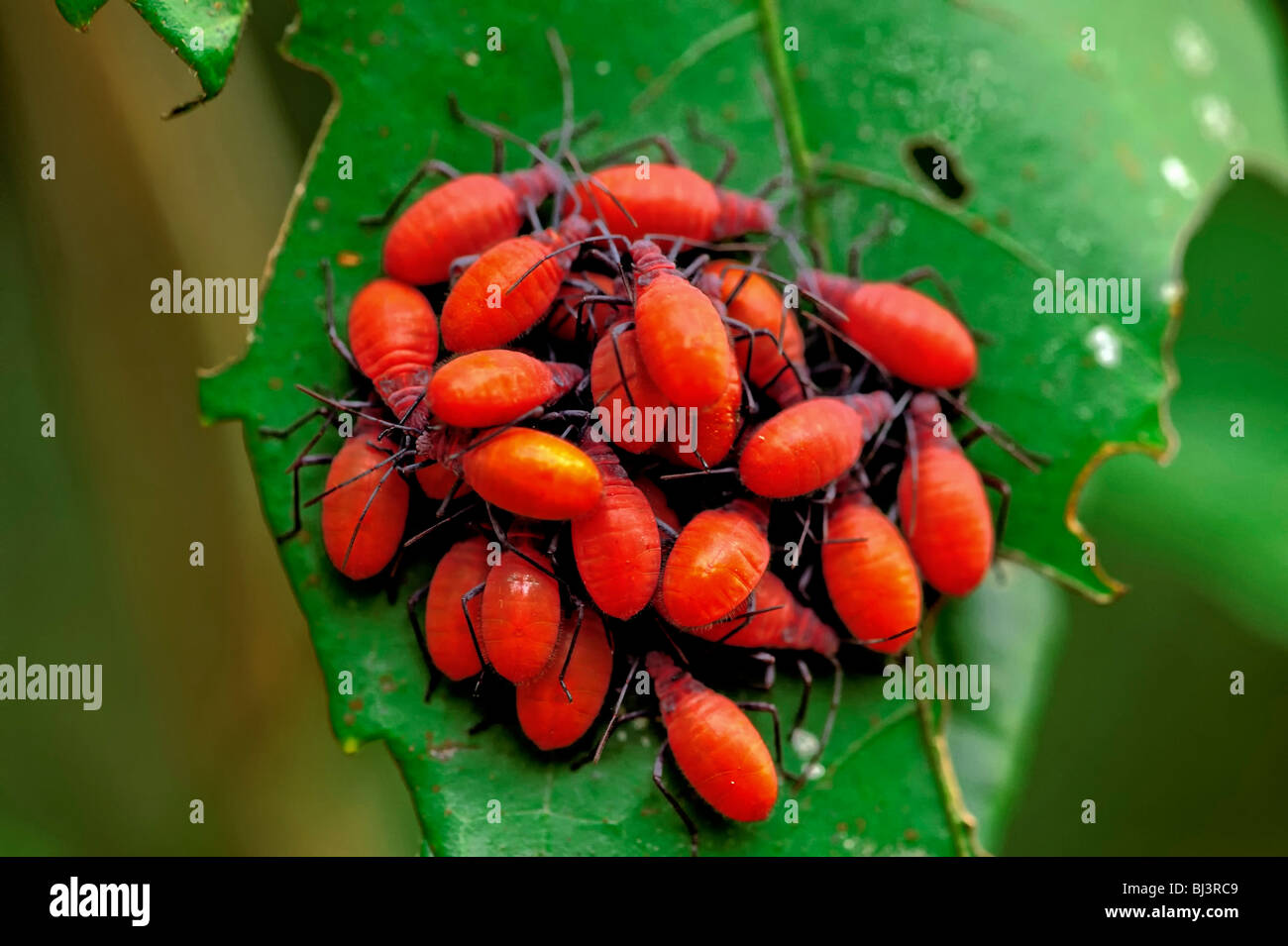 Insects jungles of Laos Stock Photo - Alamy