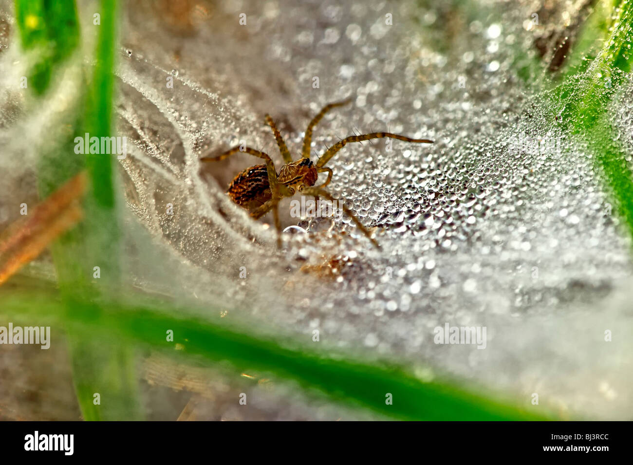 Insects jungles of Laos Stock Photo - Alamy