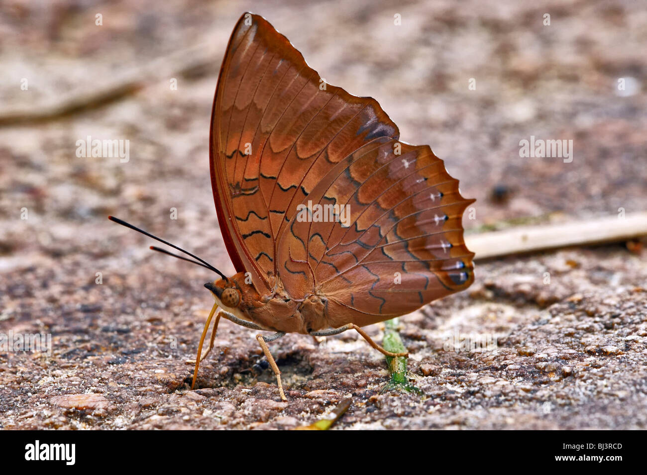 Butterflies jungles of Laos TAWNY RAJAH (CHARAXES BERNARDUS CREPAX ...