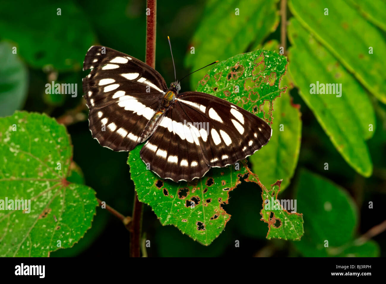 Insects of the jungle of Laos Stock Photo - Alamy
