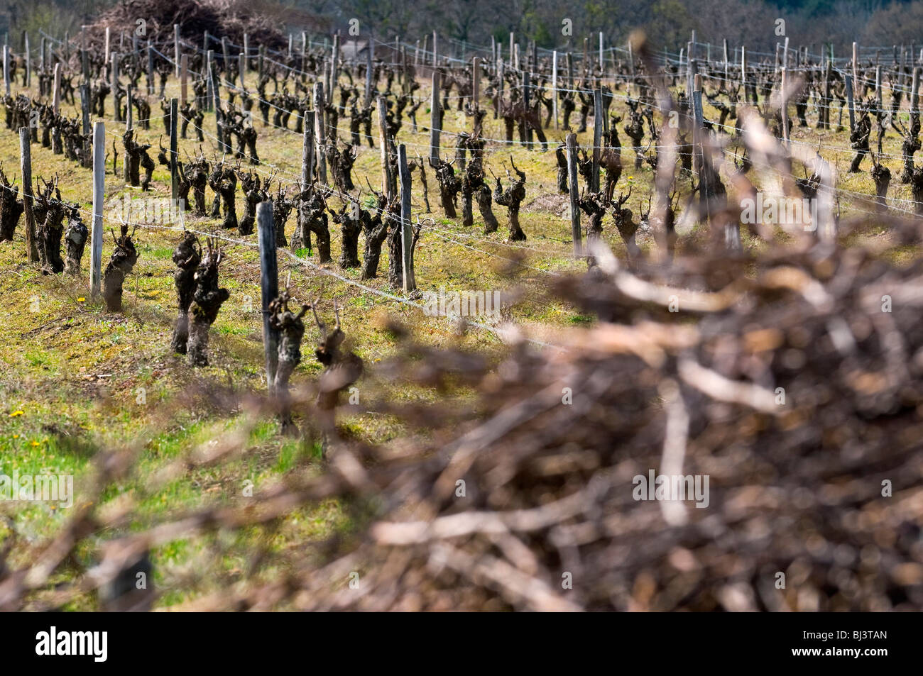 Dead vineyard hi-res stock photography and images - Alamy