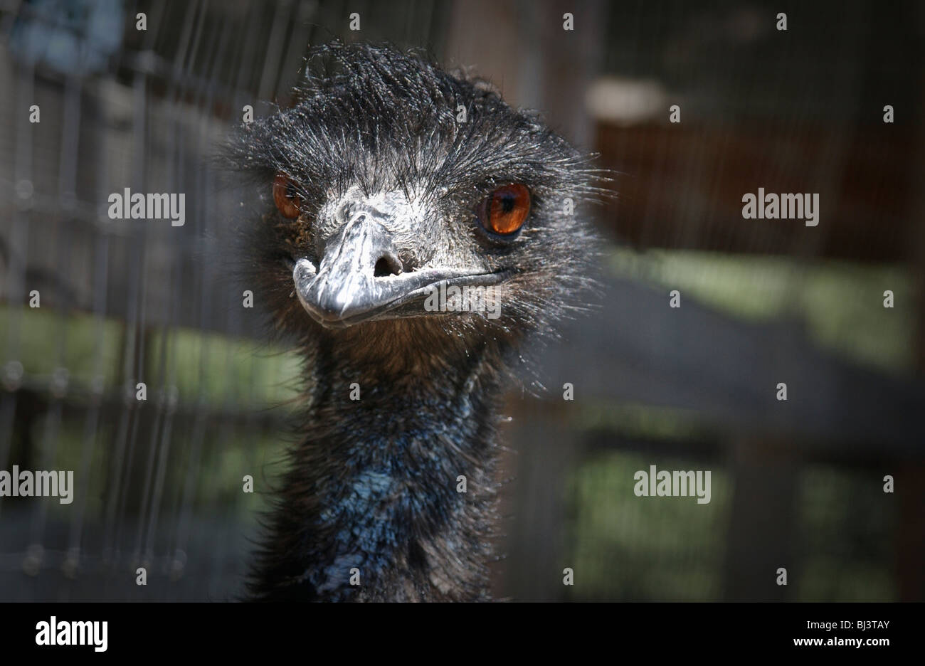 Ostrich look quizzical Stock Photo - Alamy