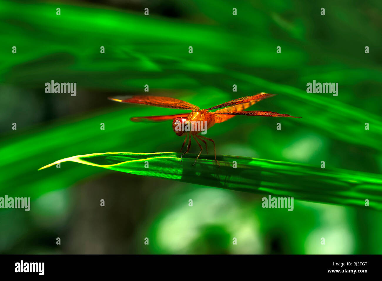 Dragonfly damaged wing hi-res stock photography and images - Alamy