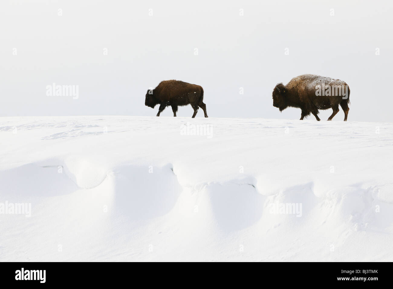 American bisons (Bison bison) in winter Stock Photo - Alamy