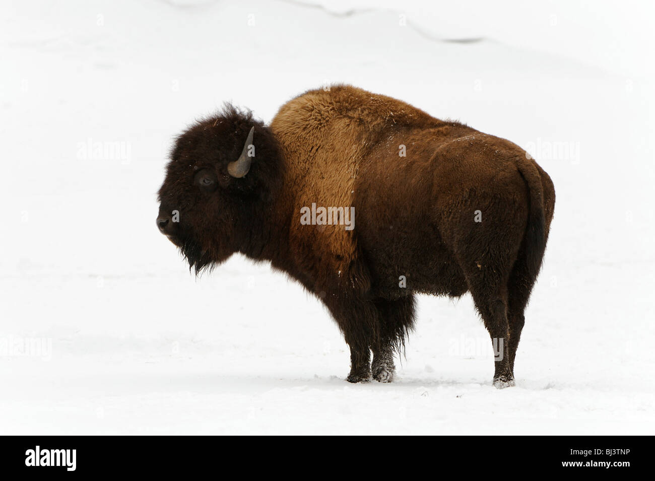 Side view bison american buffalo hi-res stock photography and images ...