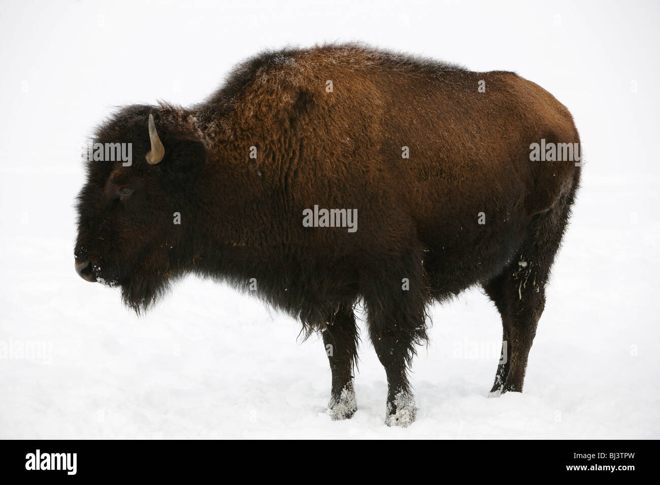 Side view bison american buffalo hi-res stock photography and images ...