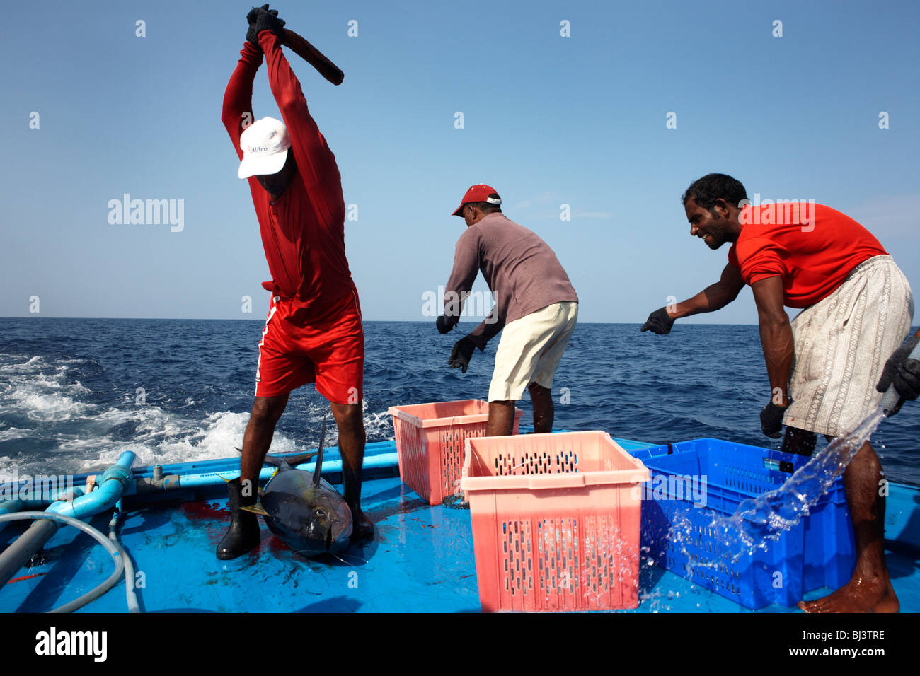 Clubbing to death an adult yellowfin tuna on the blue deck of a ...