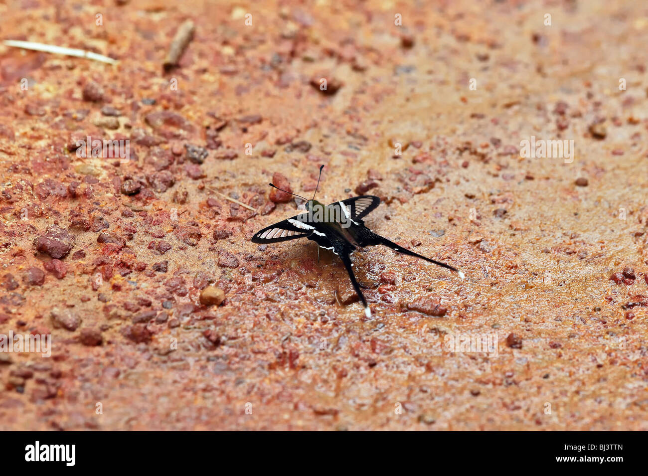 Insects of the jungle of Laos Stock Photo - Alamy