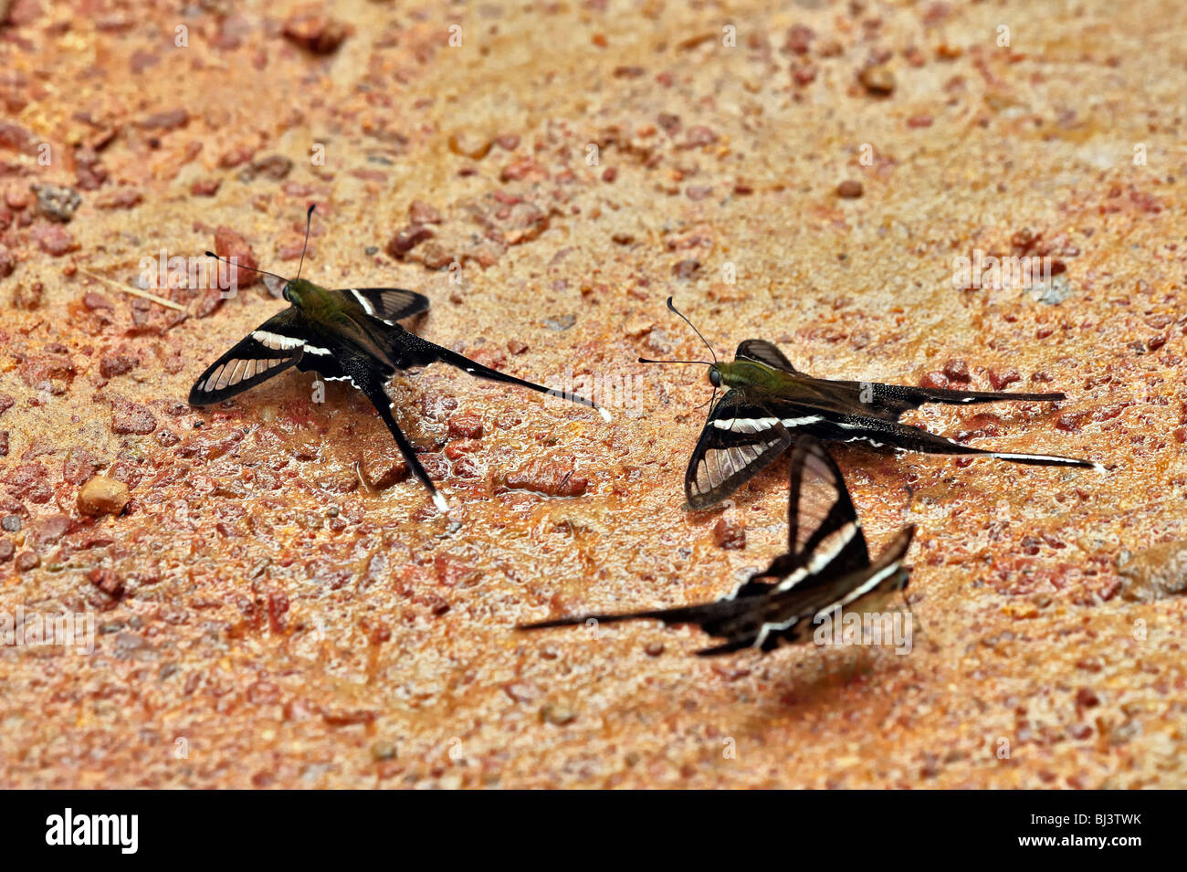 Insects of the jungle of Laos Stock Photo - Alamy