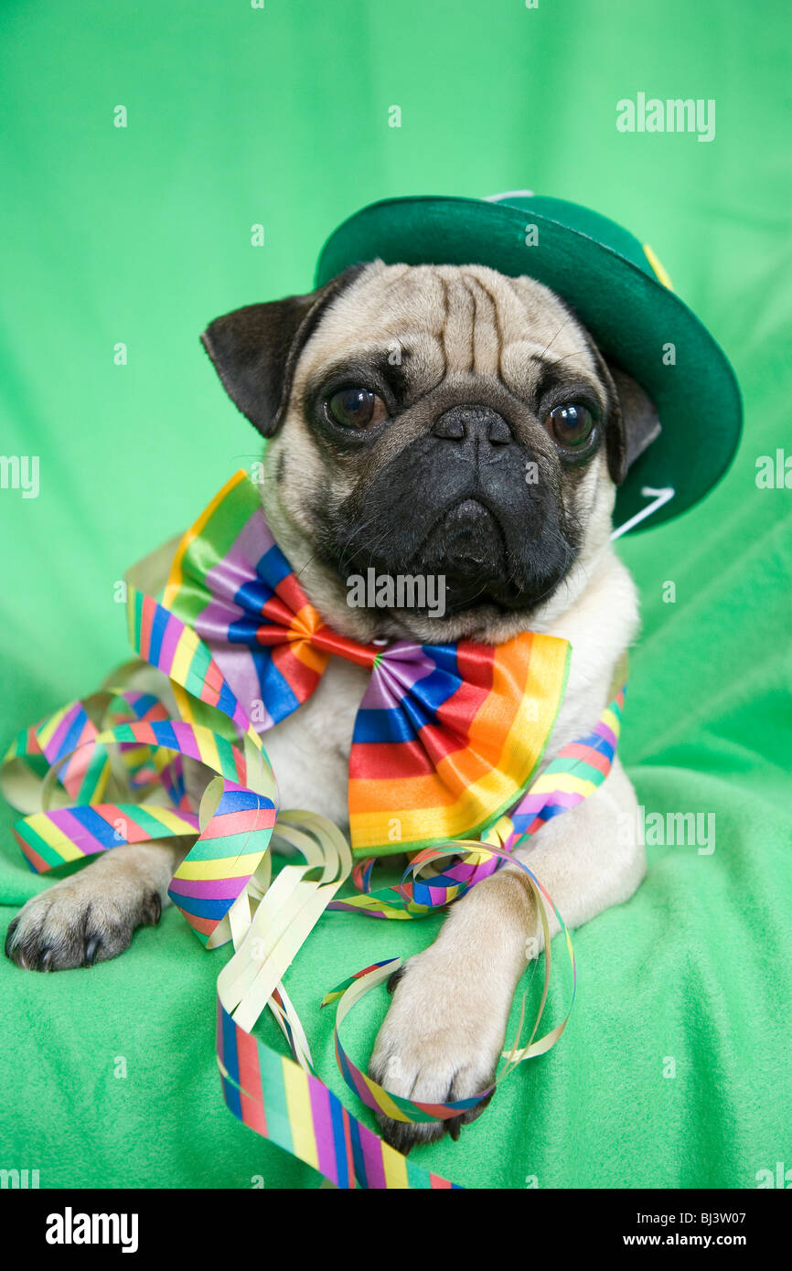 Pug wearing party hat hi-res stock photography and images - Alamy