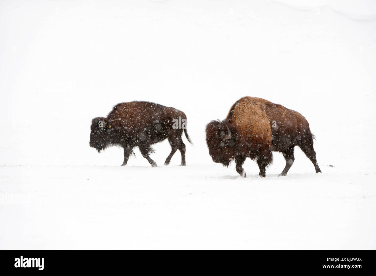 American bisons (Bison bison) in winter Stock Photo - Alamy