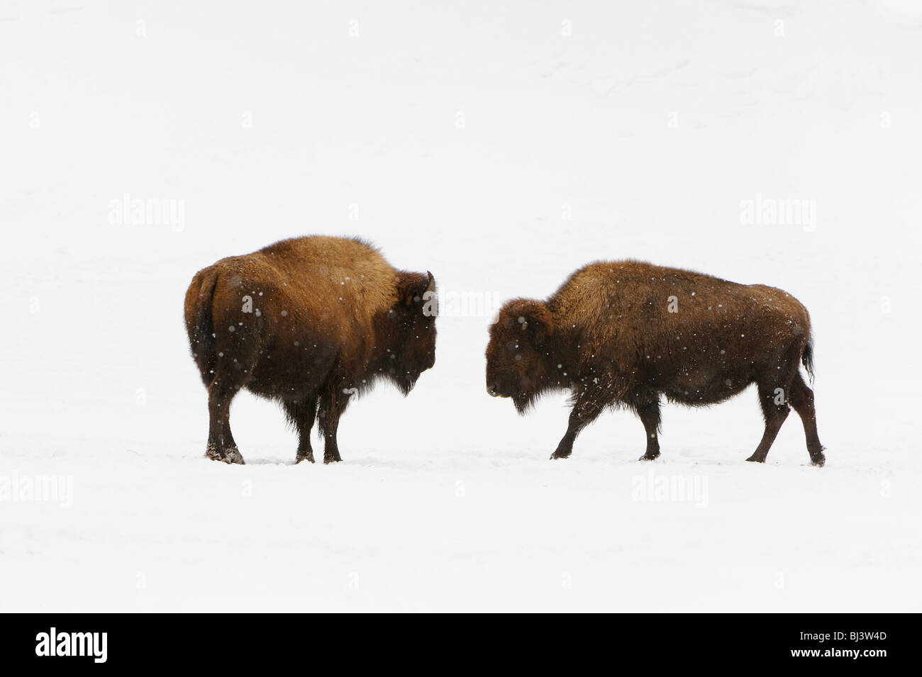 American bison in winter snows hi-res stock photography and images - Alamy