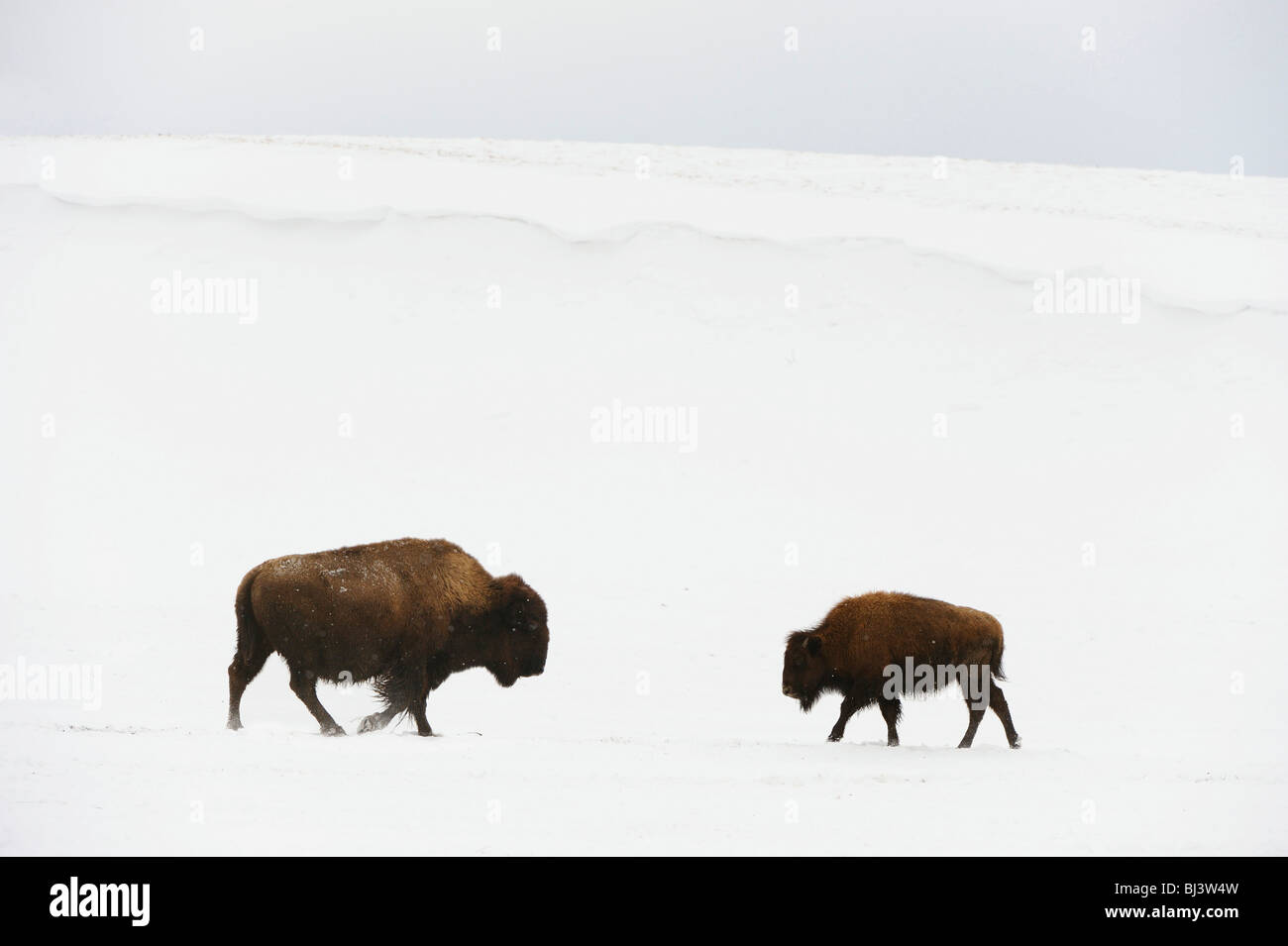 American bisons (Bison bison) in winter Stock Photo - Alamy