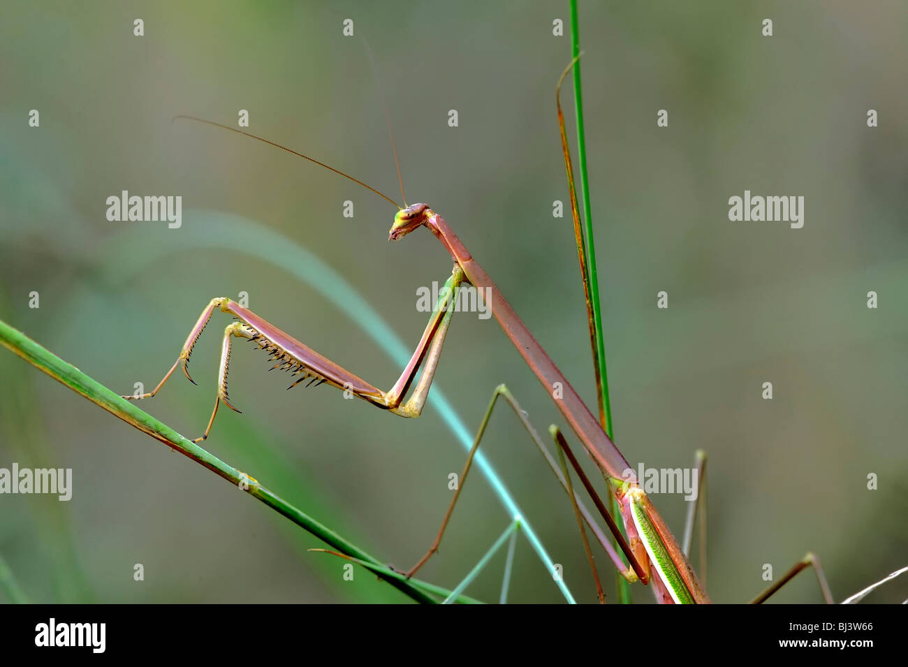 Insects of the jungle of Laos Stock Photo - Alamy