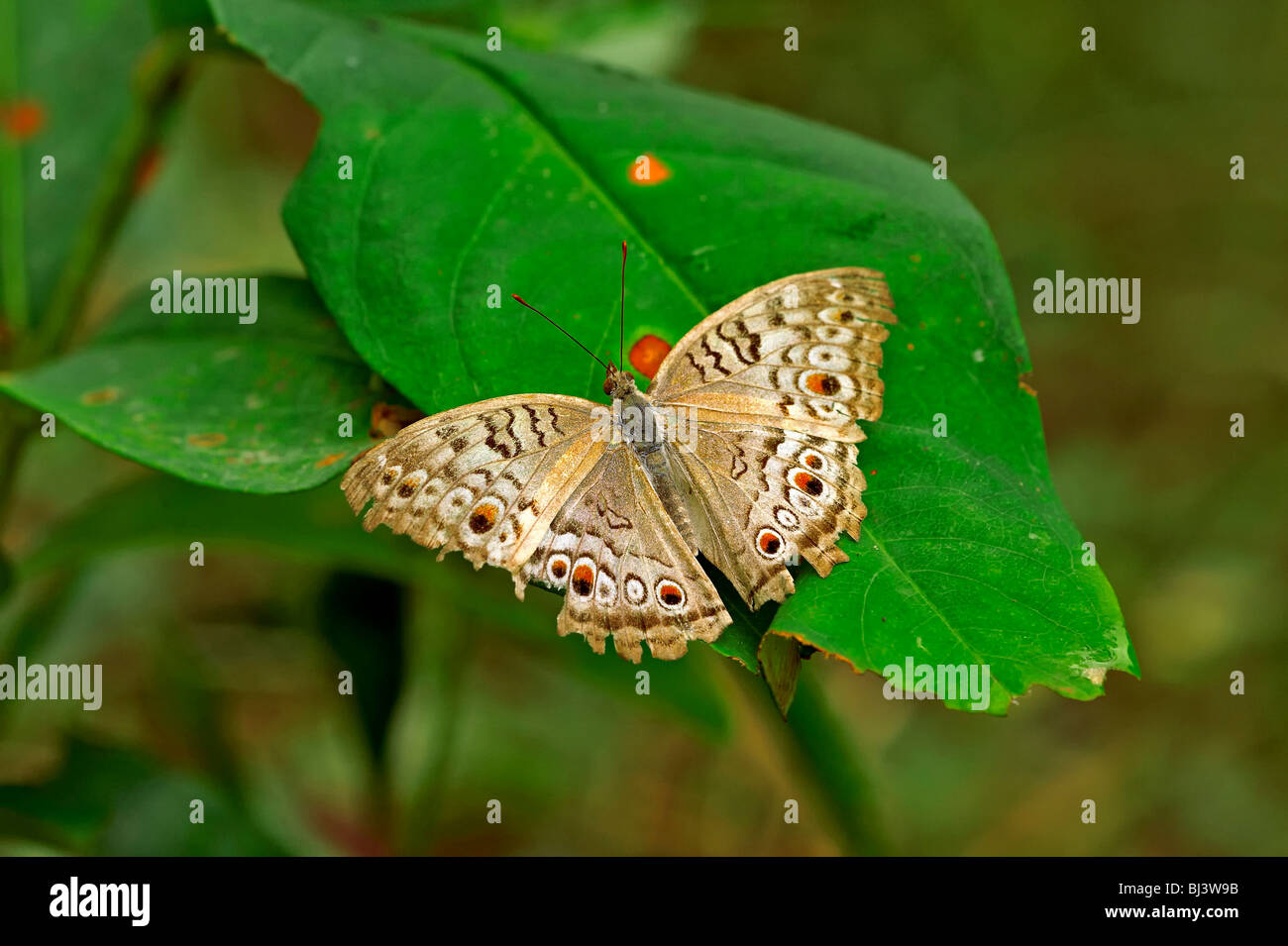 Insects of the jungle of Laos Stock Photo - Alamy