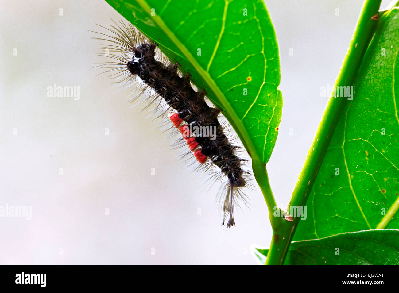 Insects of the jungle hi-res stock photography and images - Alamy