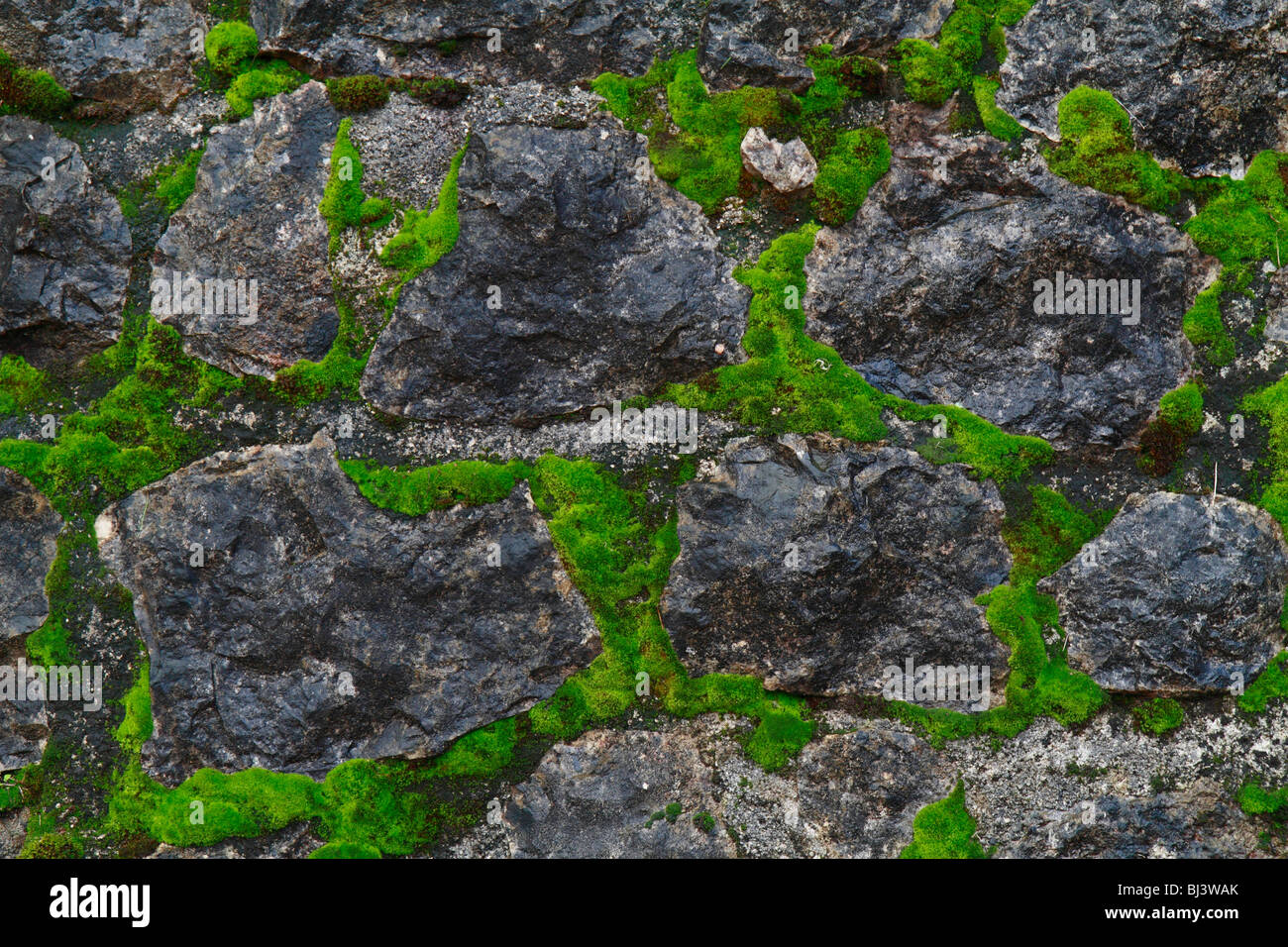 Overgrown stone wall hi-res stock photography and images - Alamy