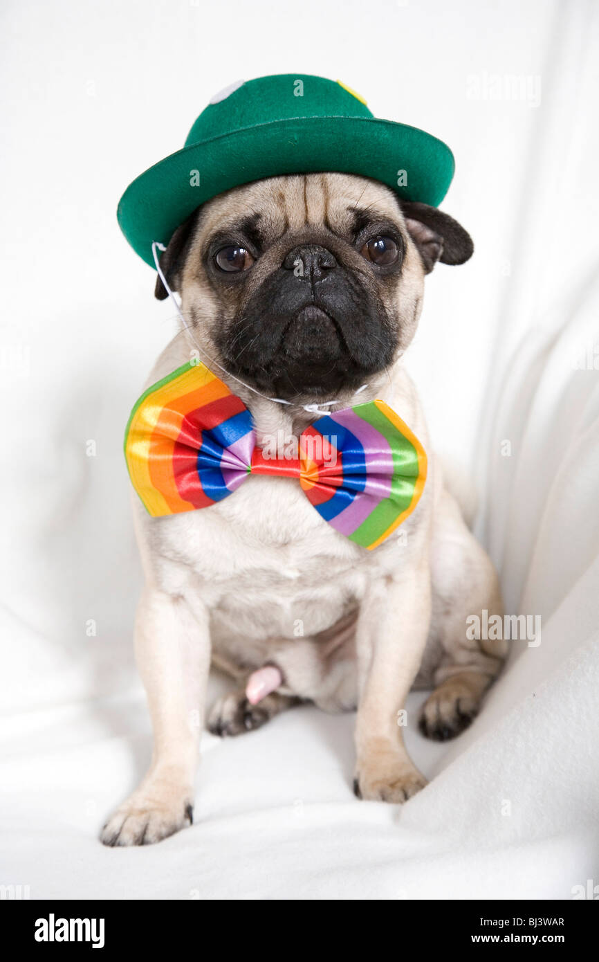 Young pug with a green hat and a colorful bow tie Stock Photo - Alamy