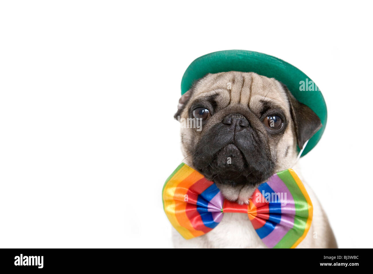 Young pug with a green hat and a colorful bow tie Stock Photo - Alamy