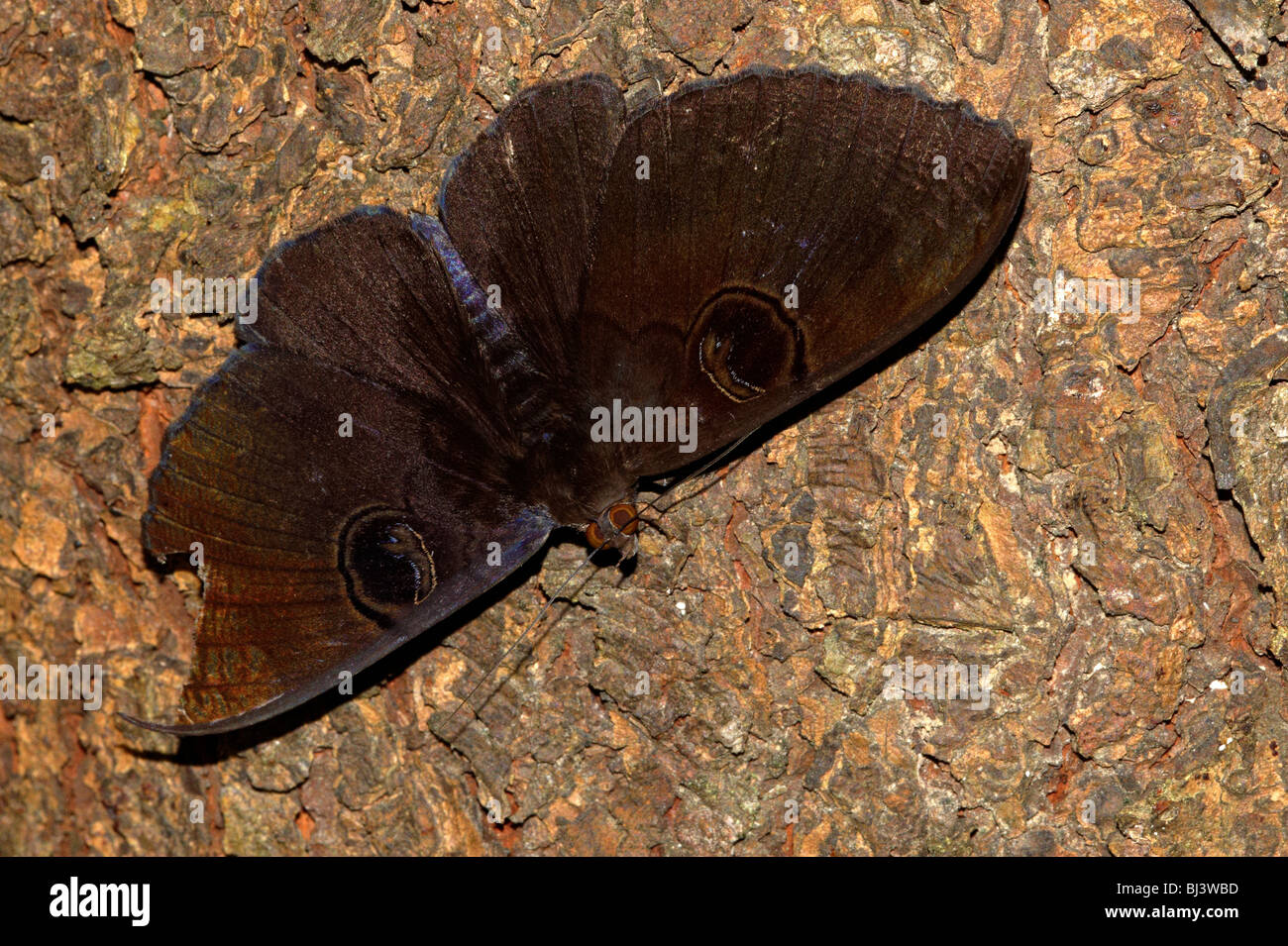Insects of the jungle of Laos Stock Photo - Alamy