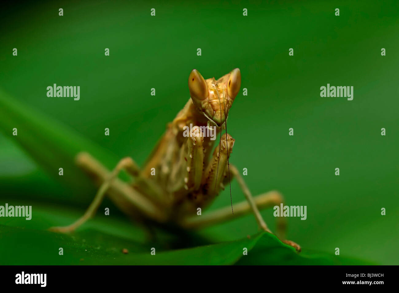 Insects of the jungle of Laos Stock Photo - Alamy