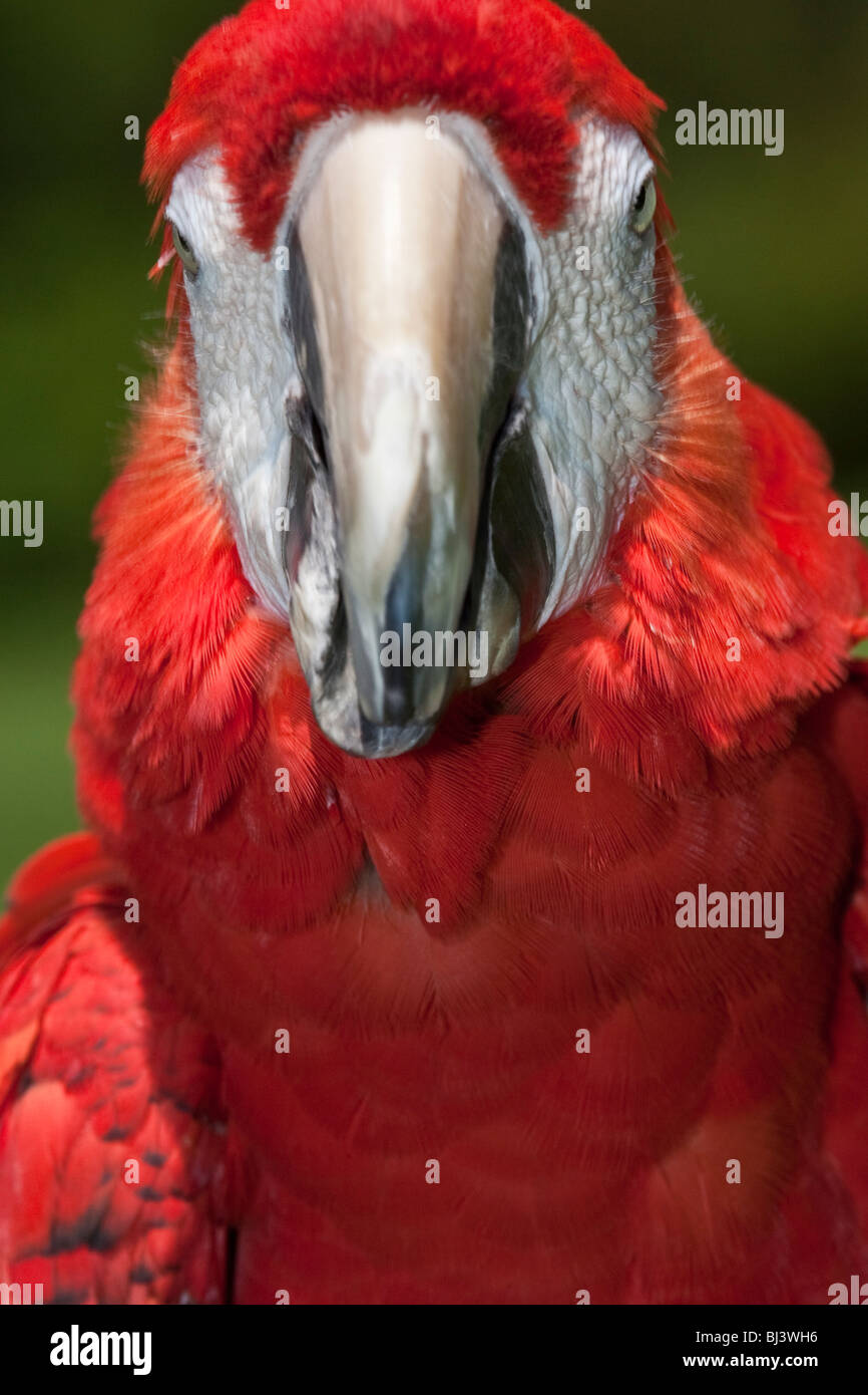 Macaw head hi-res stock photography and images - Alamy