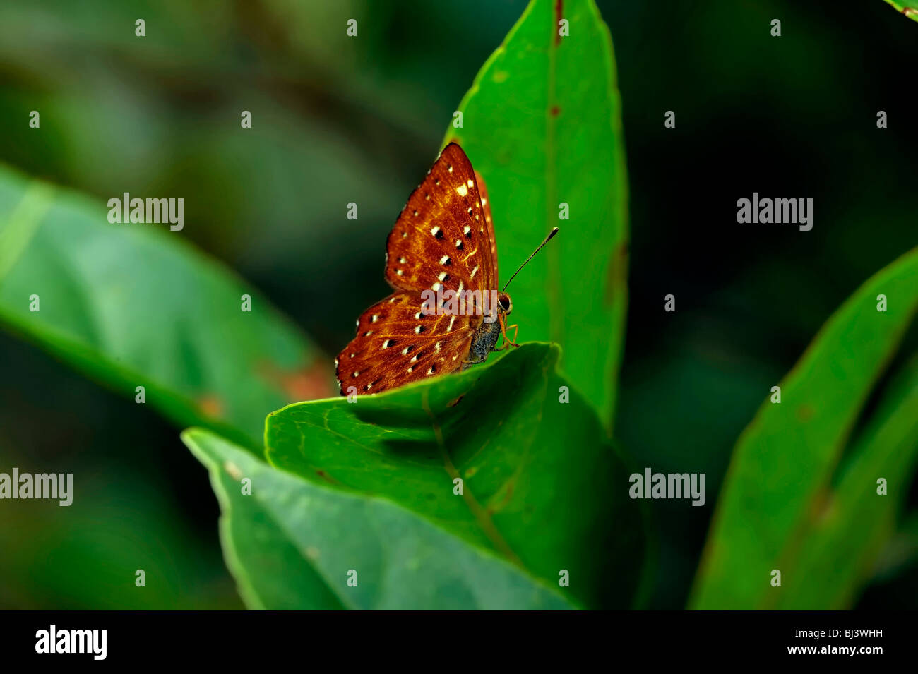 Poisonous dung hi-res stock photography and images - Alamy