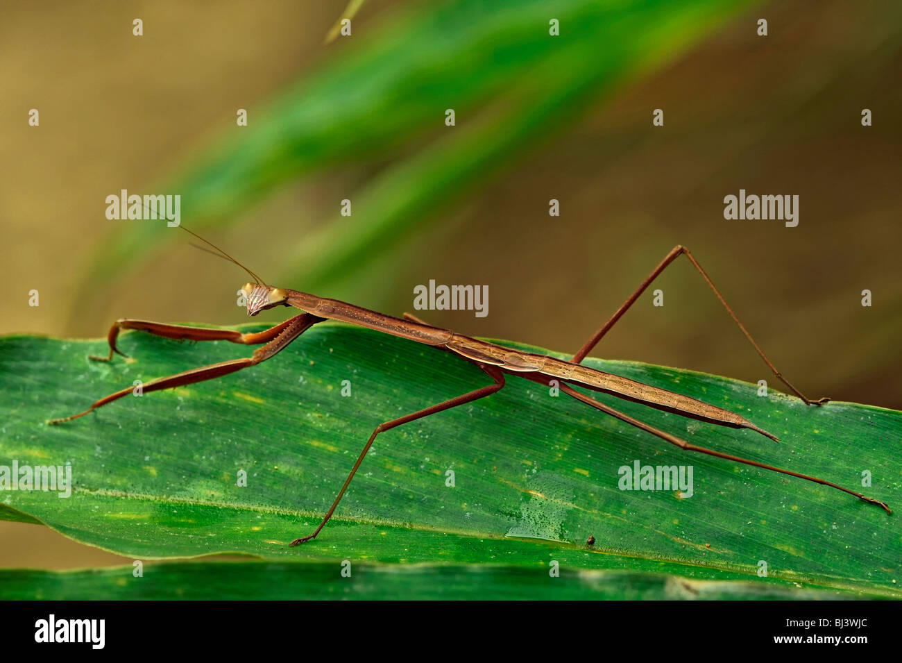 Insects of the jungle of Laos Stock Photo - Alamy