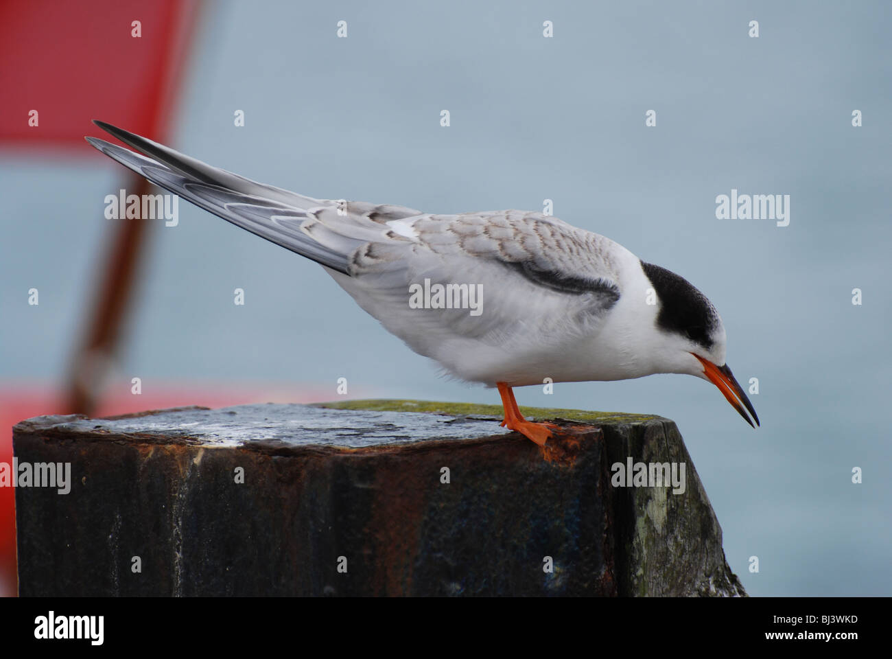 Tern island hi-res stock photography and images - Alamy