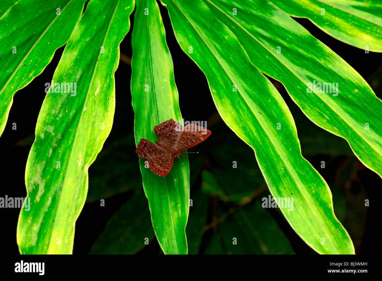 Insects of the jungle of Laos Stock Photo - Alamy