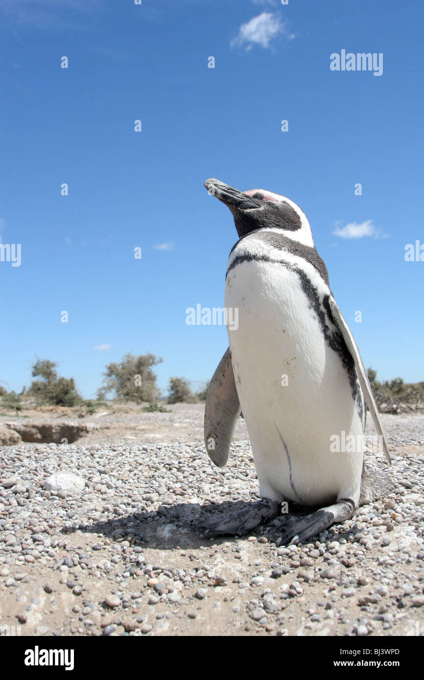 A Magellanic penguin stands watch over its burrow on Punta Tombo, a ...