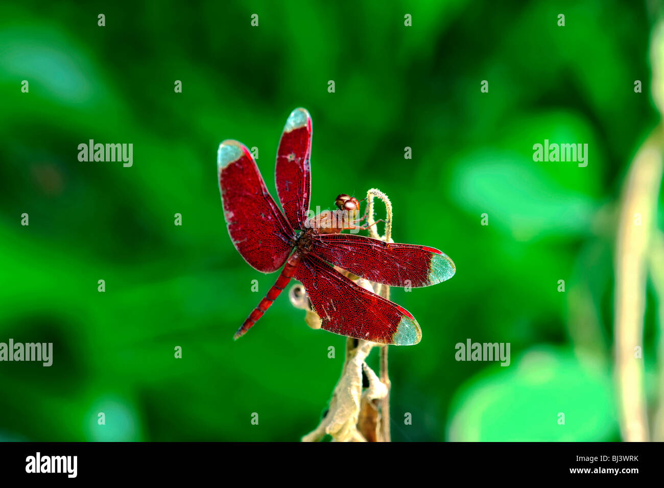 Dragonfly damaged wing hi-res stock photography and images - Alamy