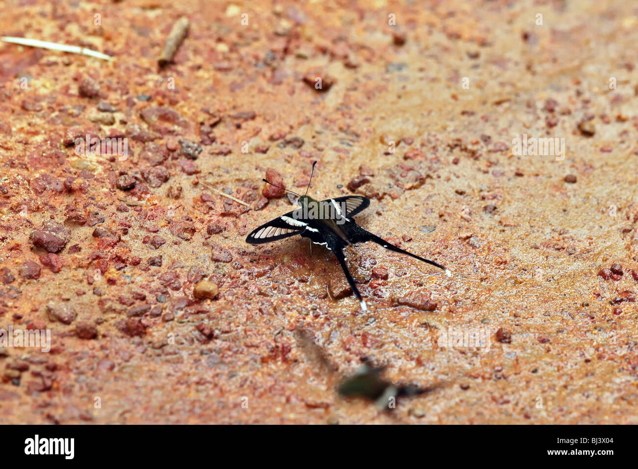 Insects of the jungle of Laos Stock Photo - Alamy