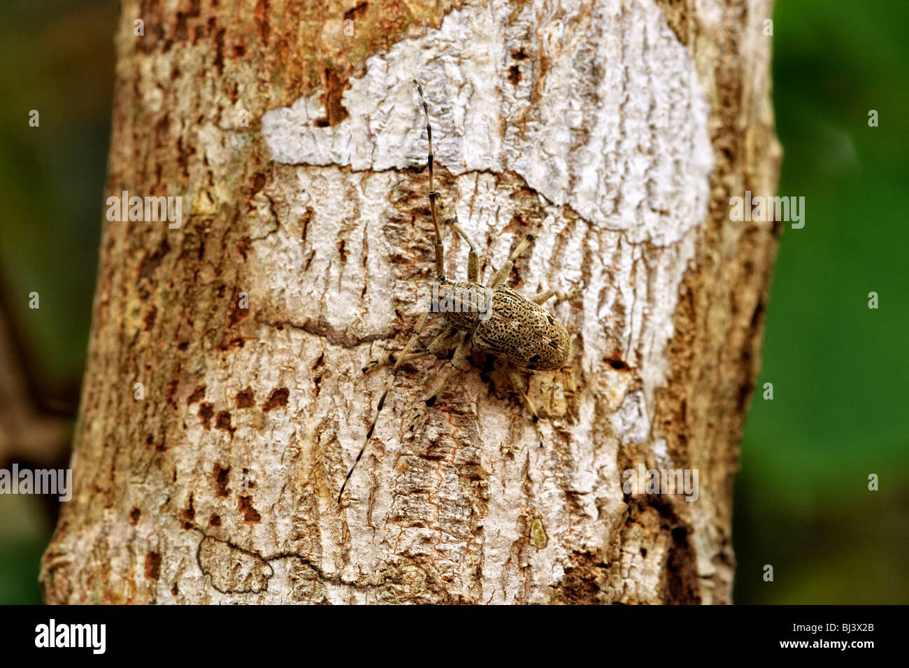 Insects jungles of Laos Stock Photo - Alamy