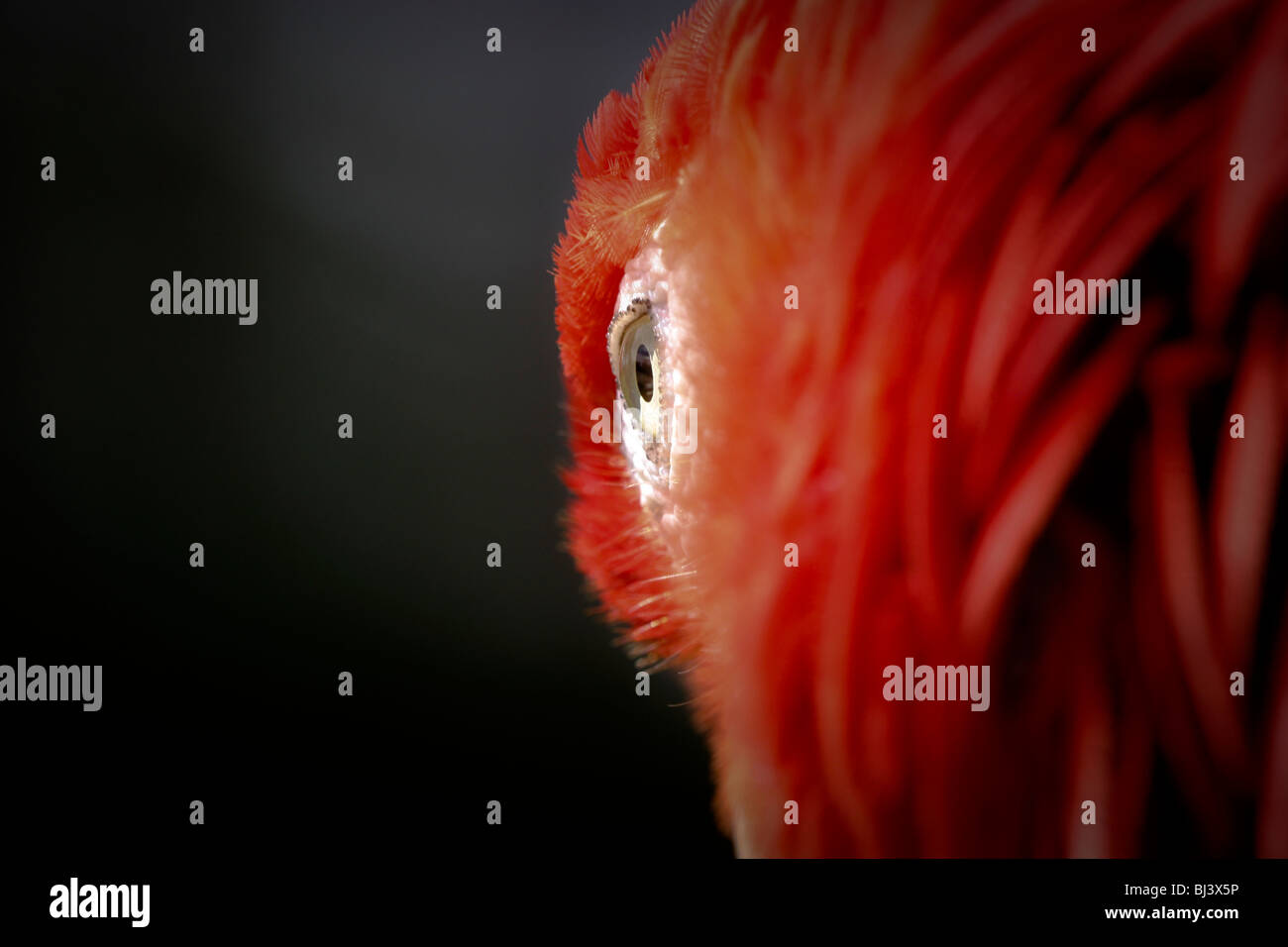 A close up side view of a red Macaw's eye Stock Photo - Alamy