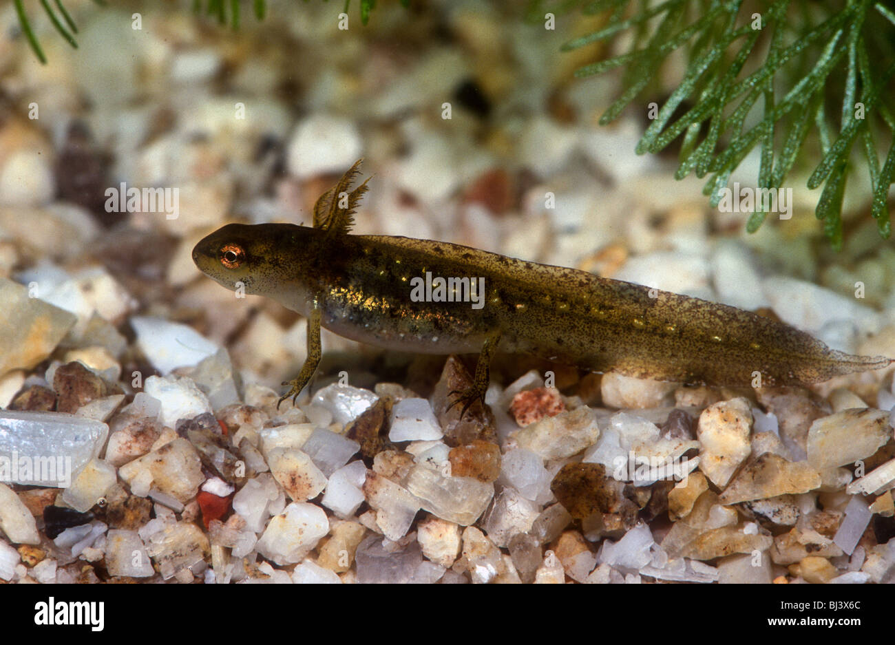 Smooth newt, larva, Triturus vulgaris, Yorkshire Stock Photo - Alamy