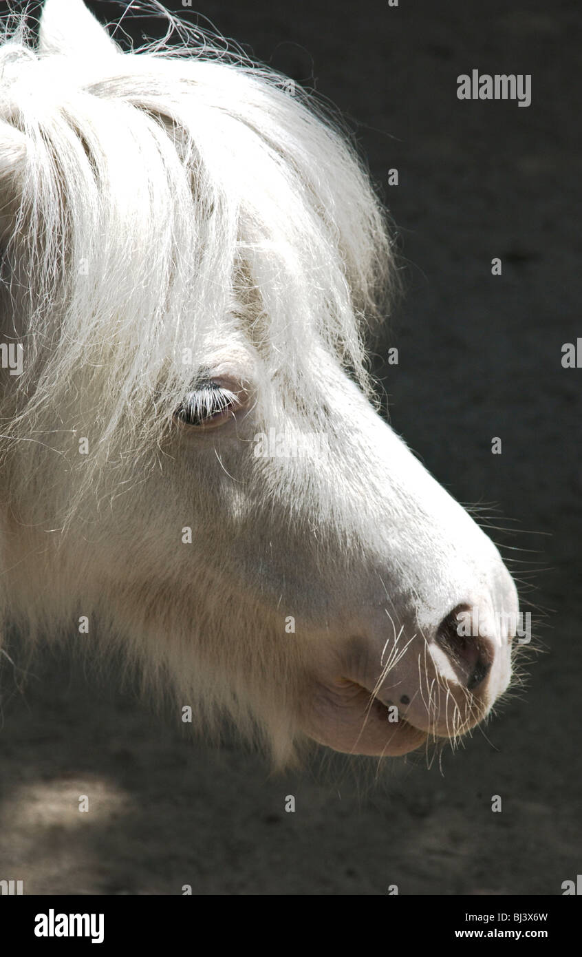 White miniature Shetland pony Stock Photo - Alamy