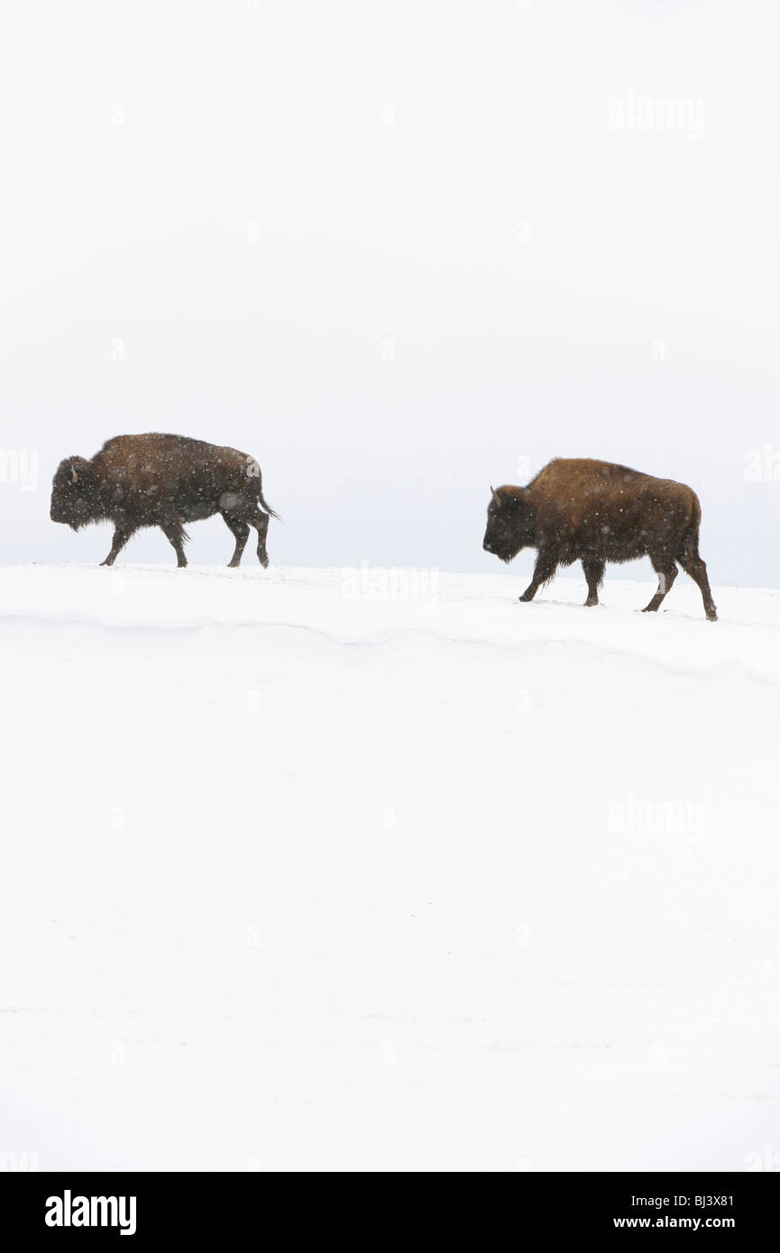 American bisons (Bison bison) in winter Stock Photo - Alamy